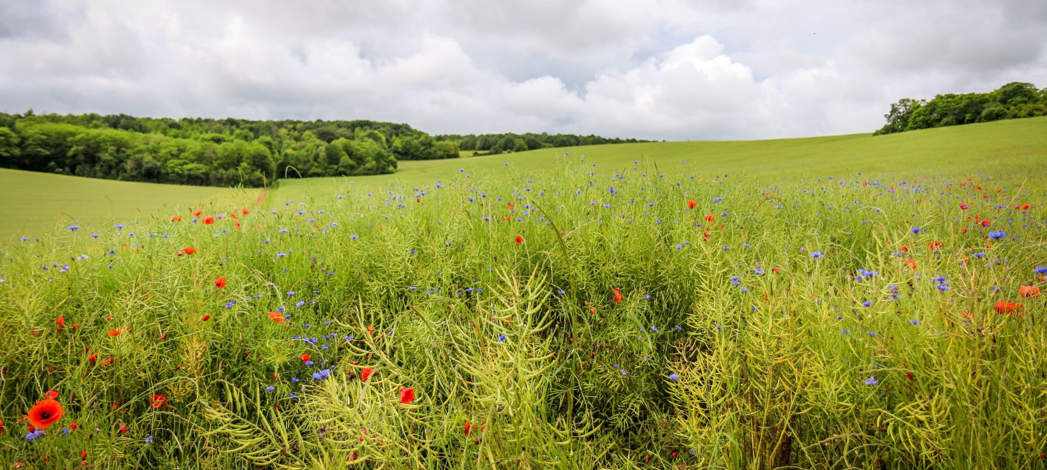 Notre vision | FNE Île-de-France