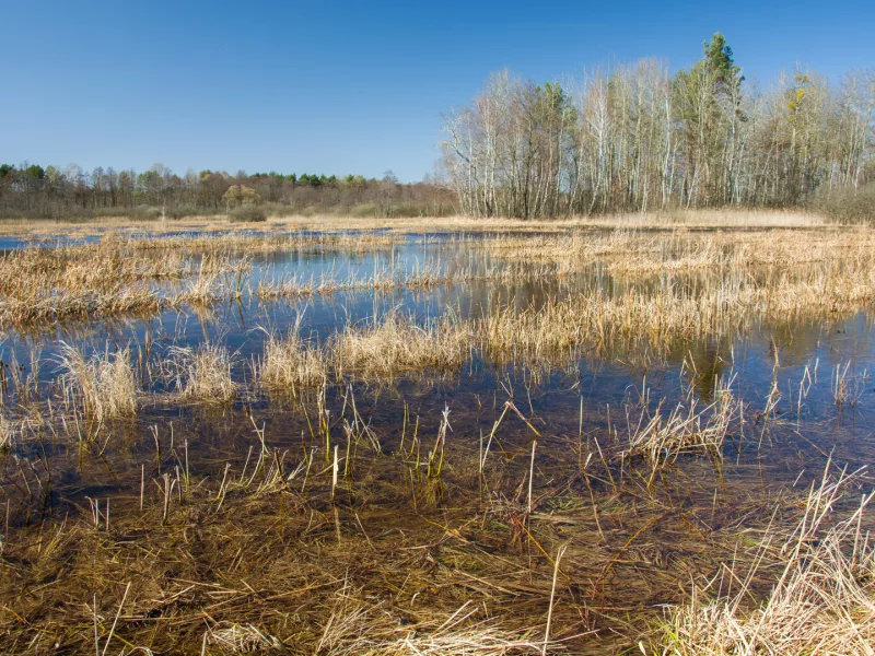 Pour une réforme plus ambitieuse : les zones humides, un enjeu négligé ...